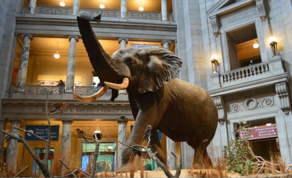 washington-dc-The National Museum of Natural History_elephant | 湾区黄页群